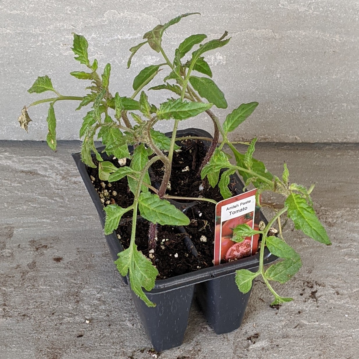 amish paste | Fiesta Gardens Store