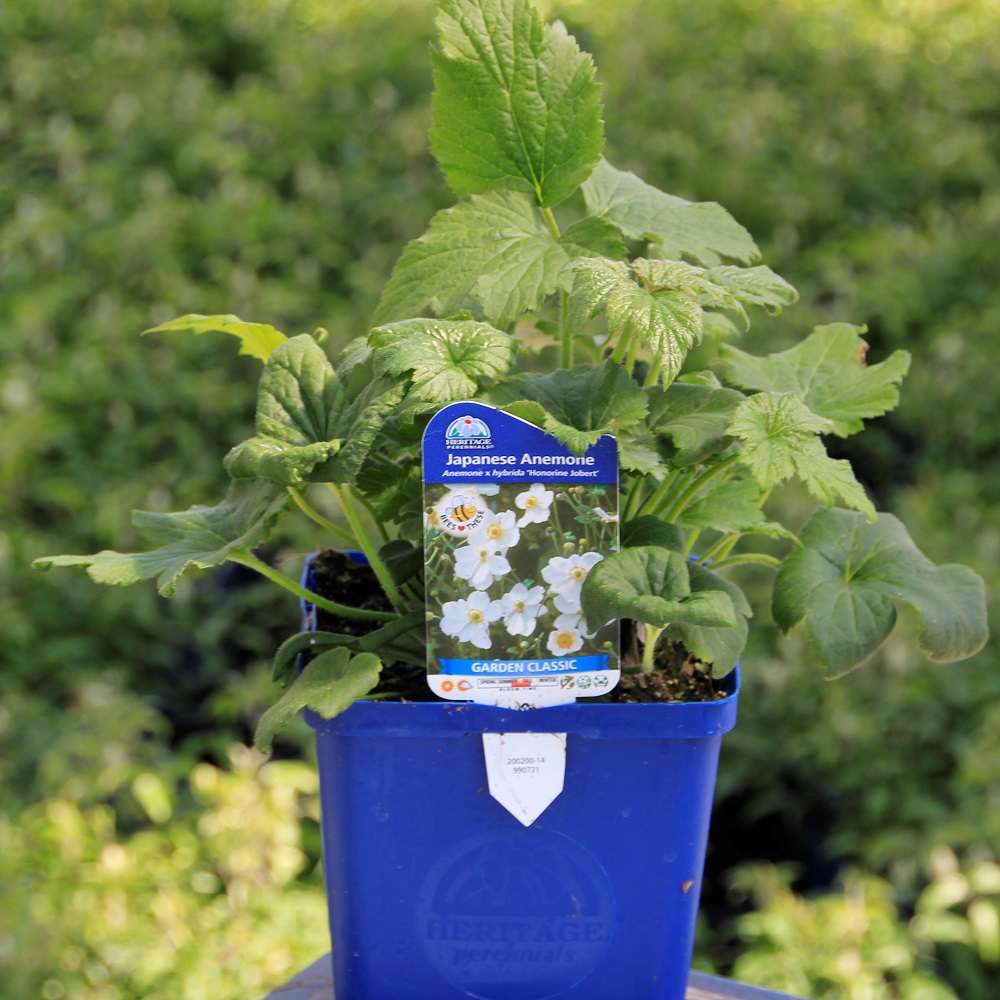 anemone-honorine-jobert-15-cm | Fiesta Gardens Store