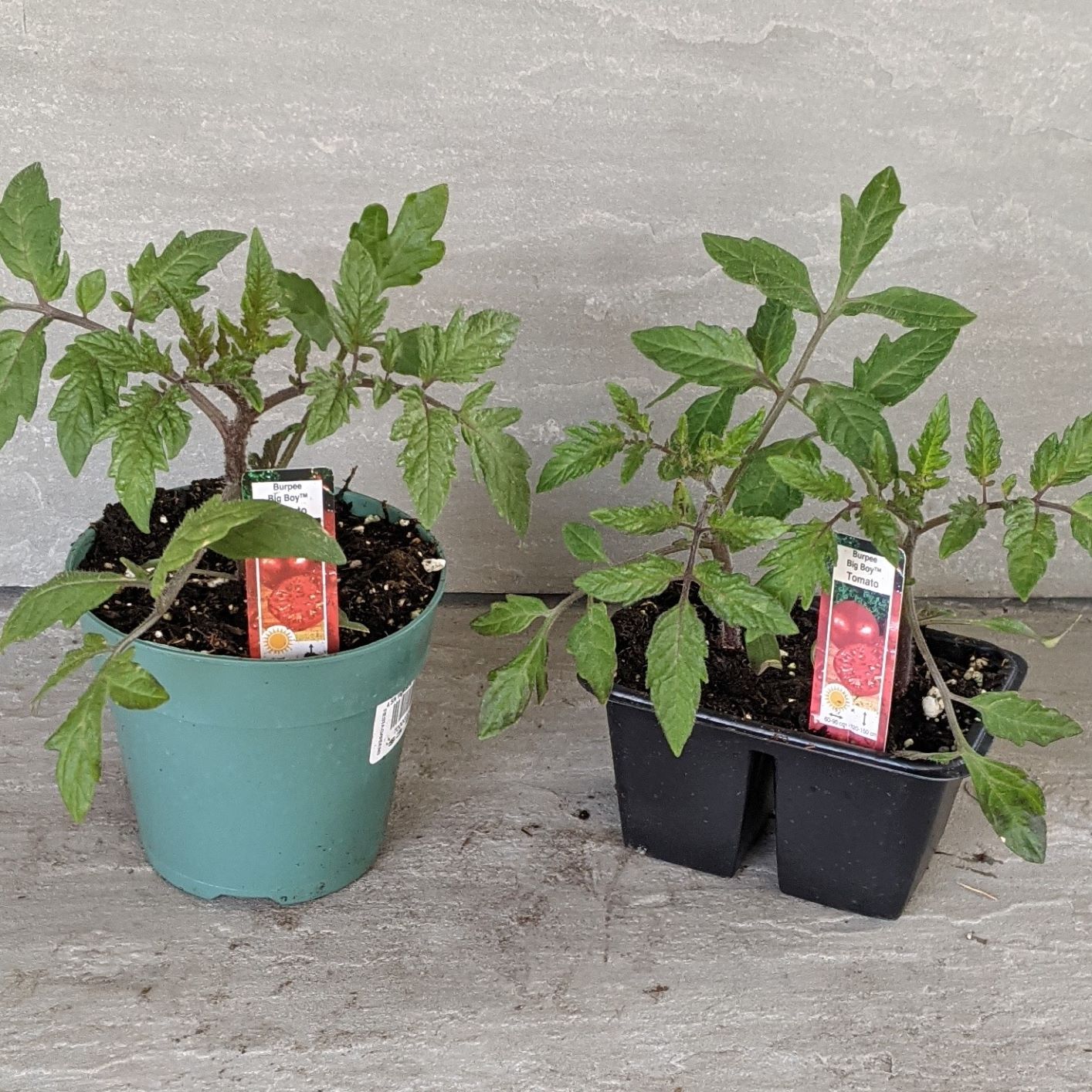 big boy together | Fiesta Gardens Store
