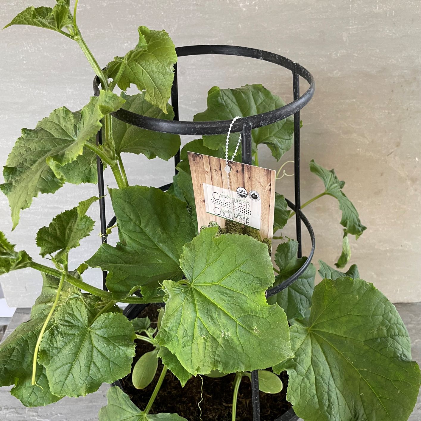 cucumber | Fiesta Gardens Store