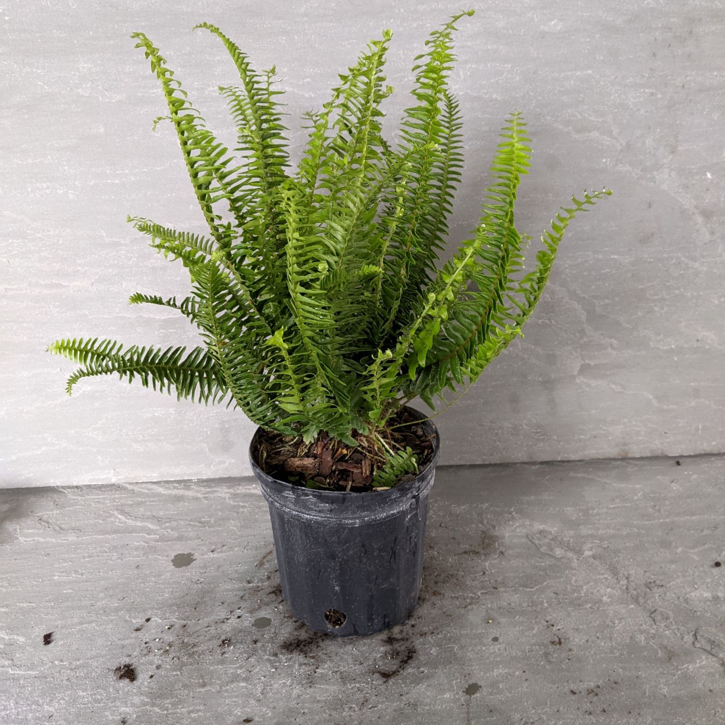 fern | Fiesta Gardens Store