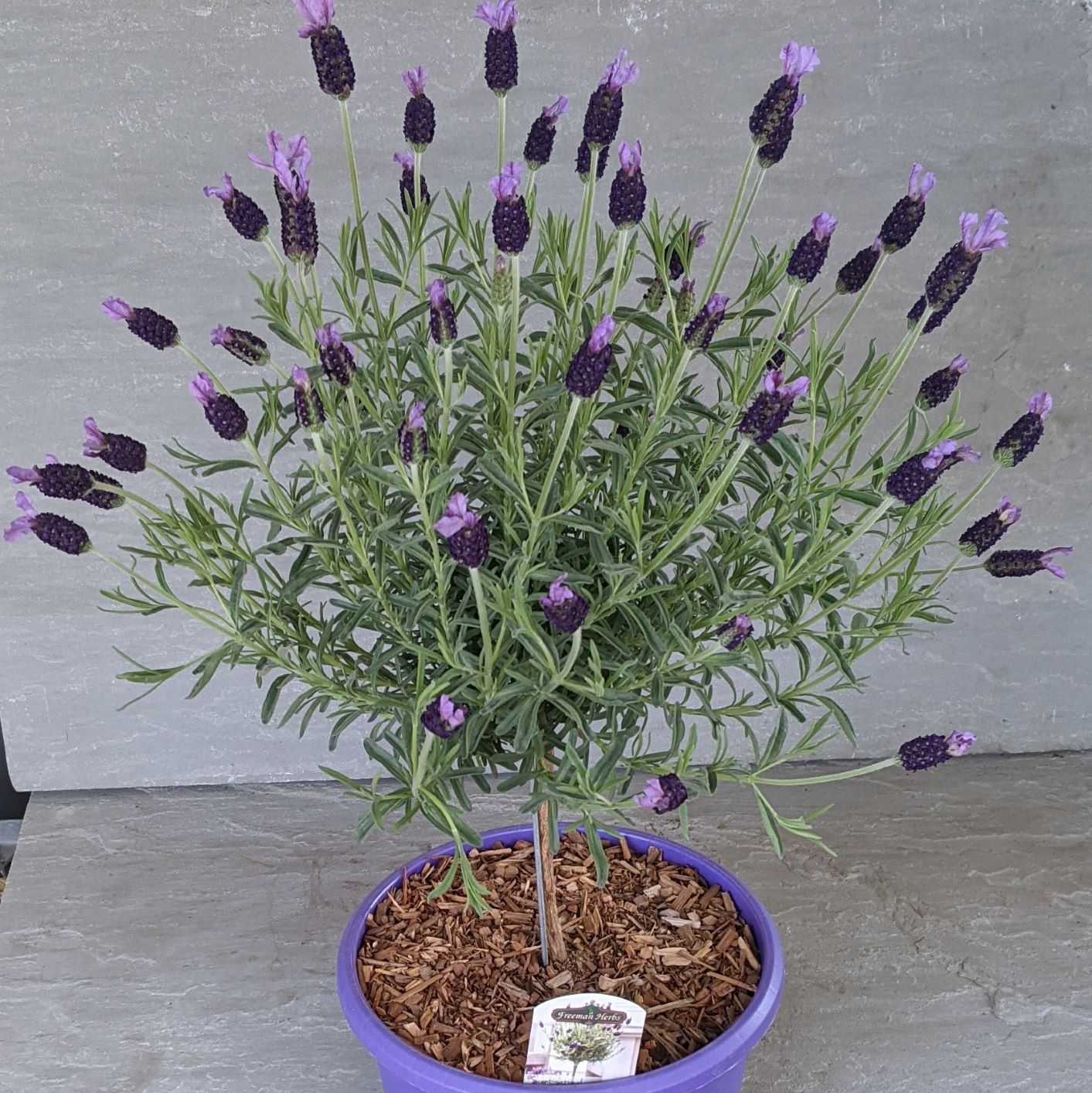 lavender top | Fiesta Gardens Store