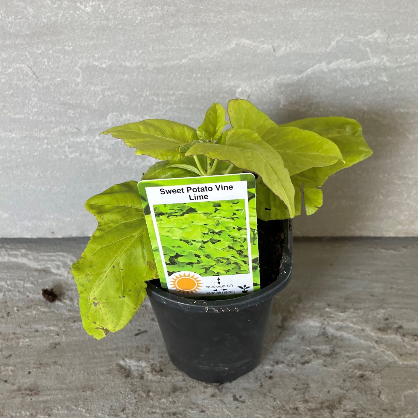 lime | Fiesta Gardens Store