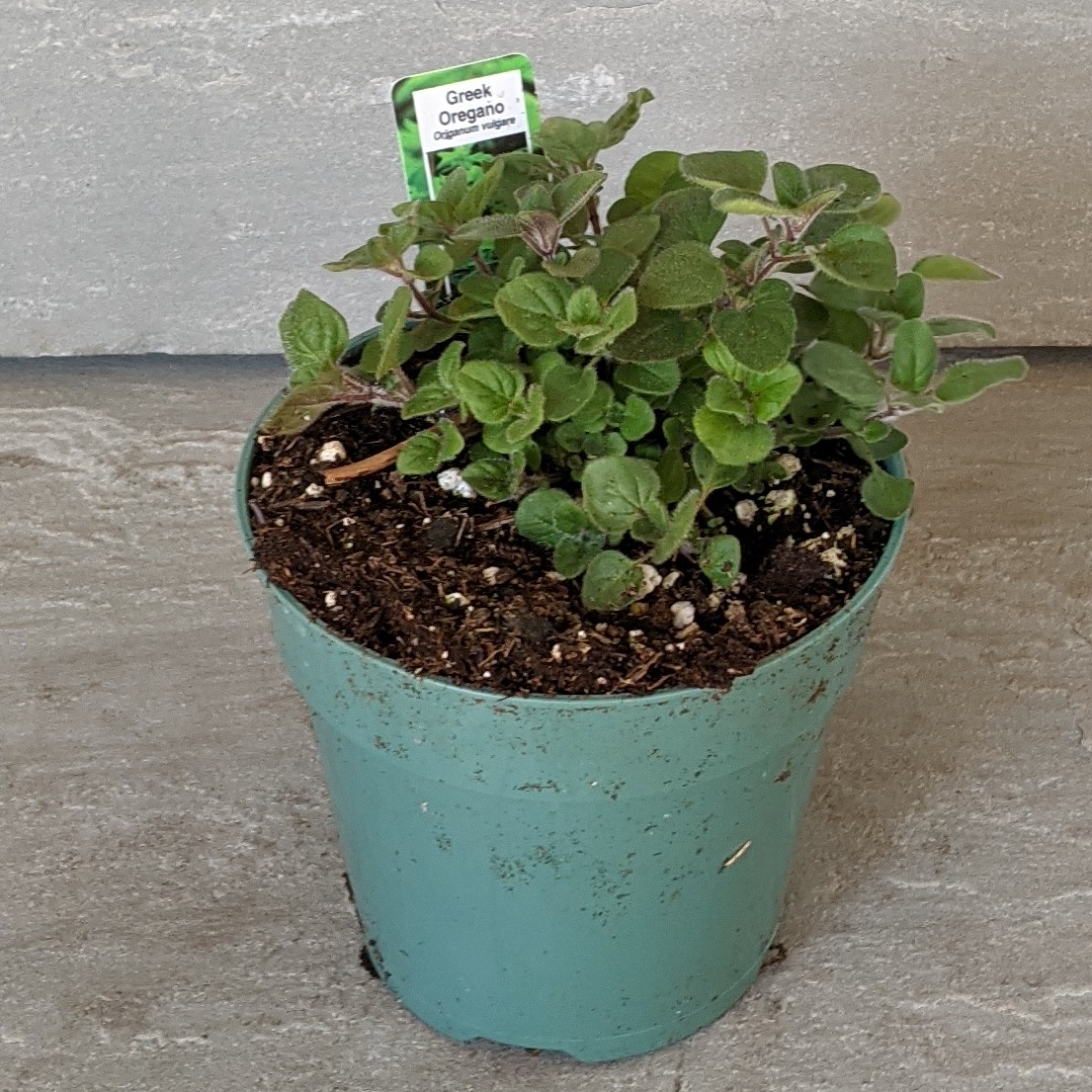oregano-greek | Fiesta Gardens Store