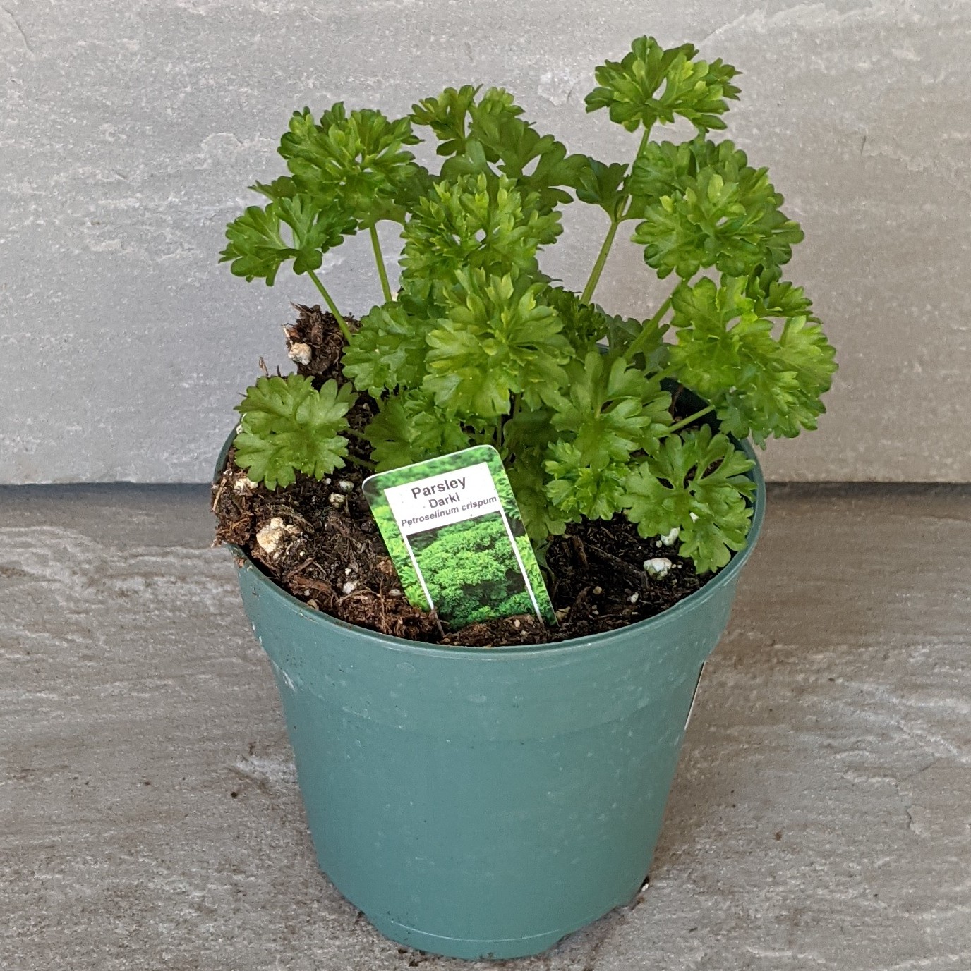 parsley-darki-culred | Fiesta Gardens Store