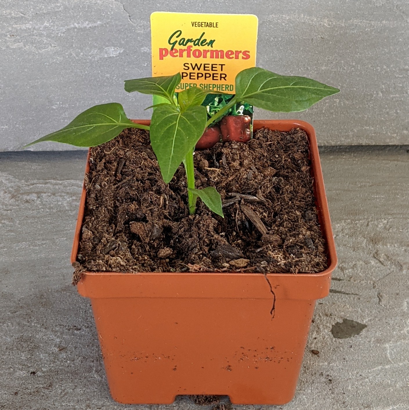 pepper-super-shepherd | Fiesta Gardens Store