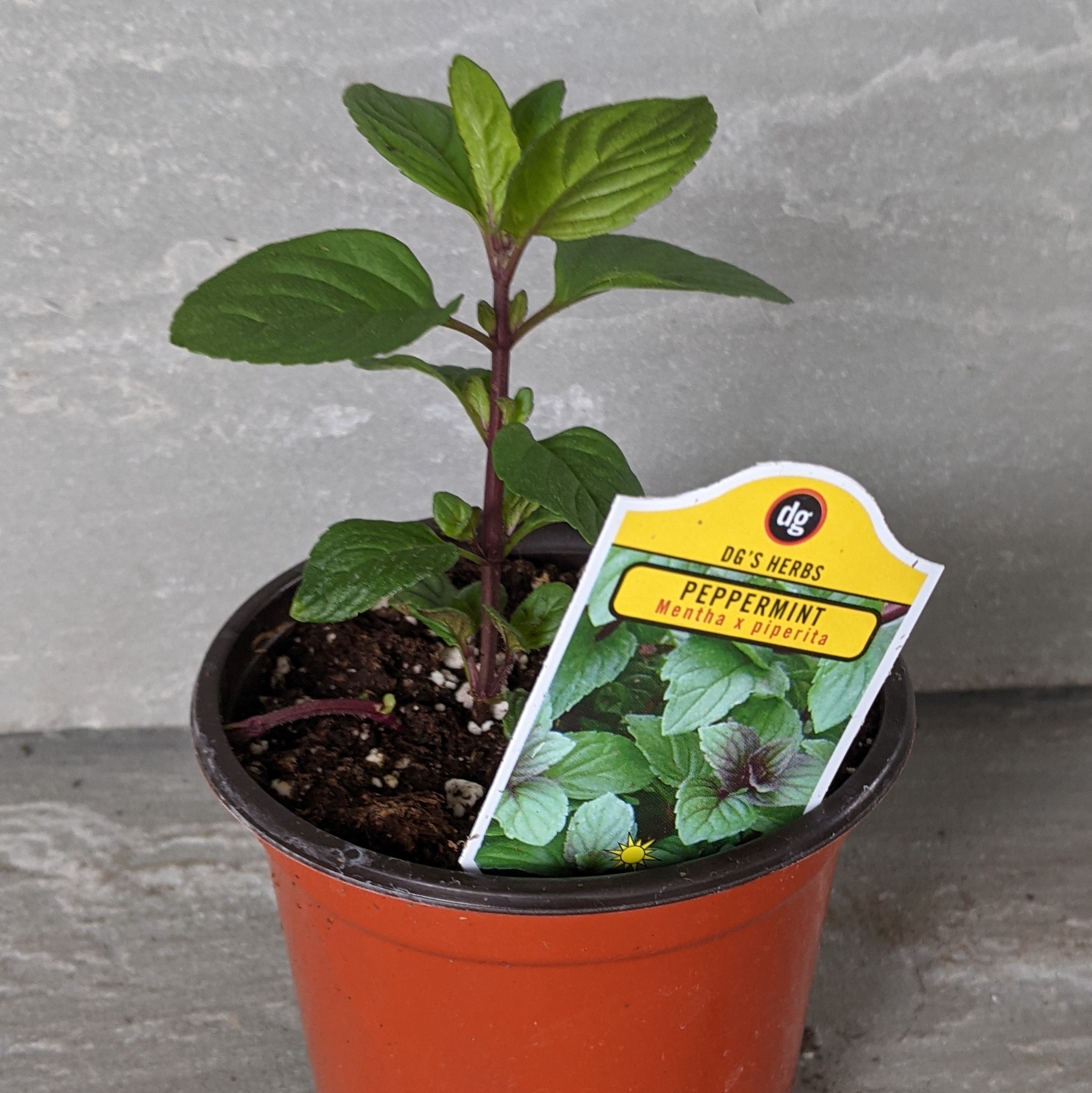 peppermint | Fiesta Gardens Store
