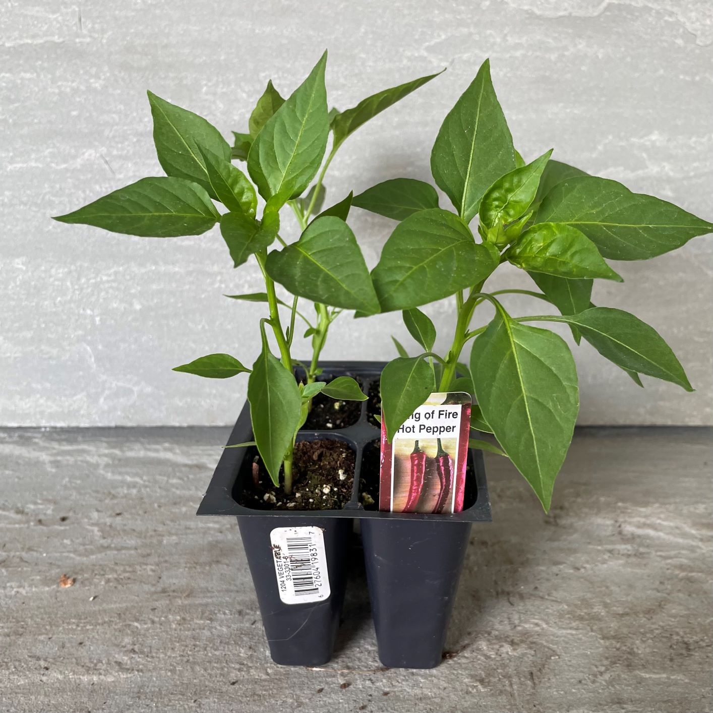 ring of fire | Fiesta Gardens Store