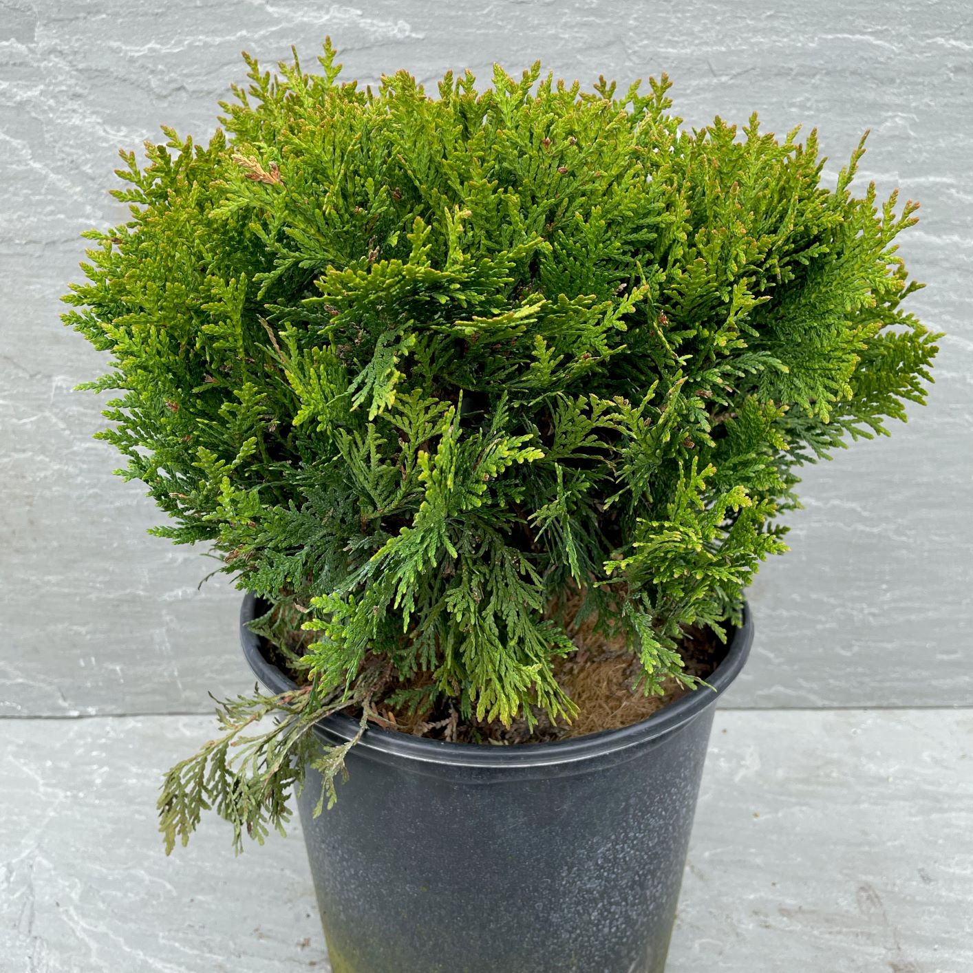 Cedar globe | Fiesta Gardens Store