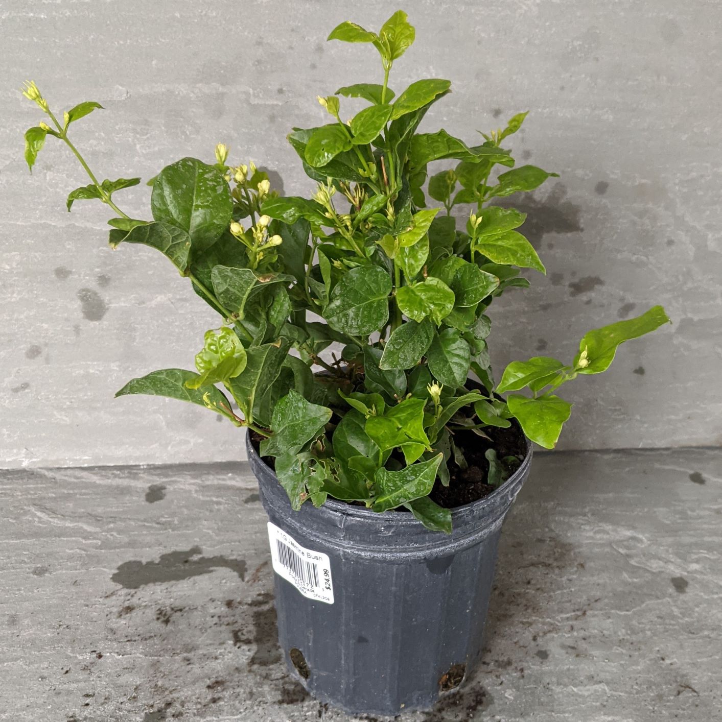 jasmin | Fiesta Gardens Store