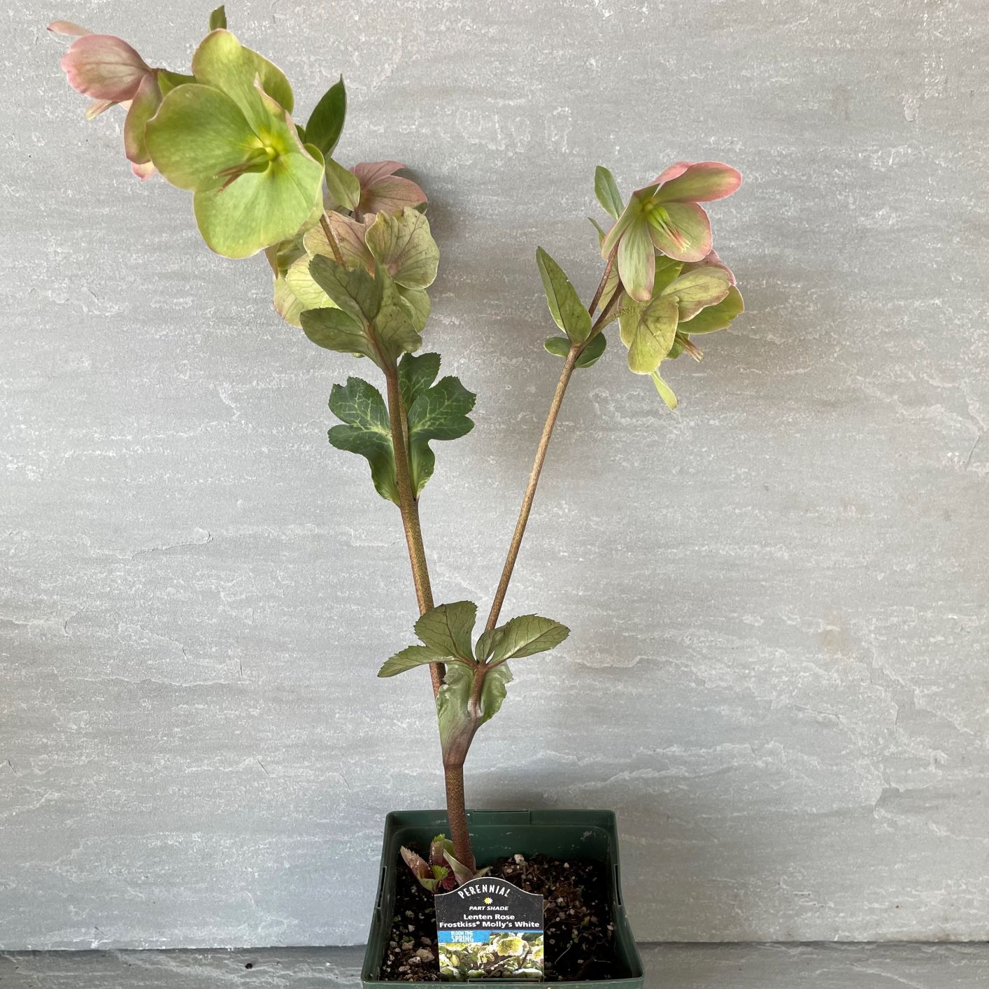 molly | Fiesta Gardens Store
