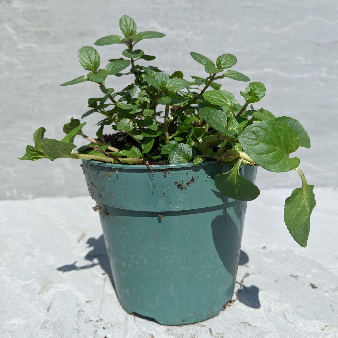 peppermint4 | Fiesta Gardens Store