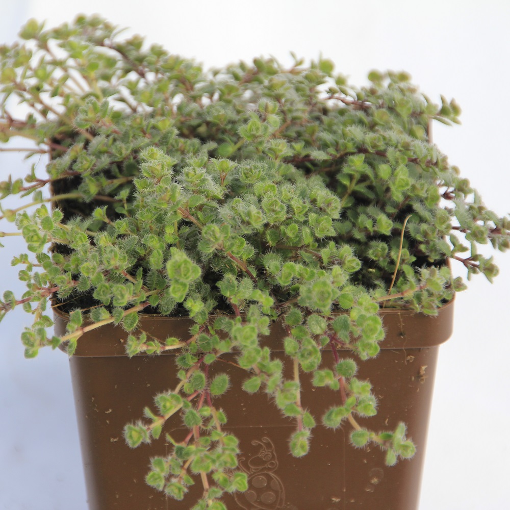 thymus-pseudolanuginosus | Fiesta Gardens Store