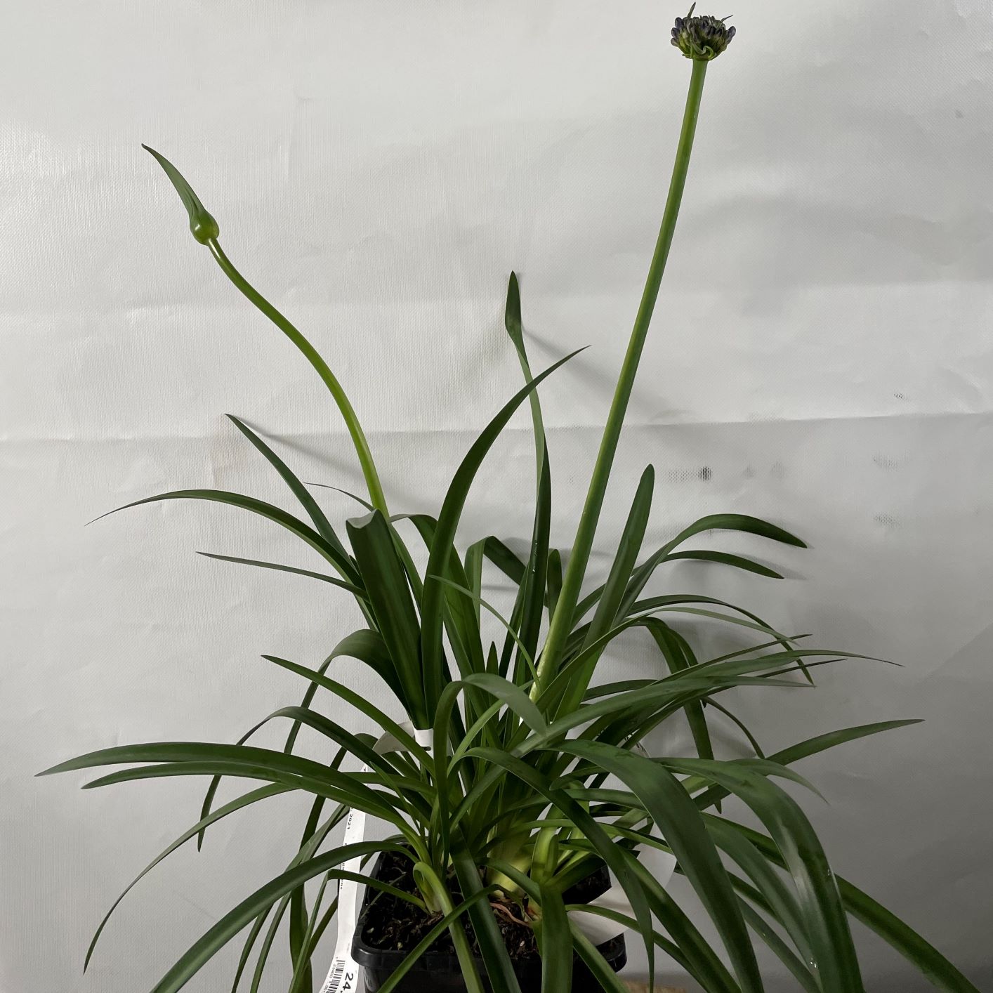 agapanthus | Fiesta Gardens Store