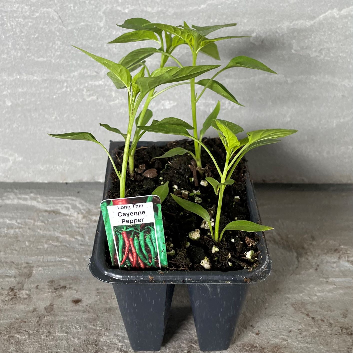 cayenne | Fiesta Gardens Store
