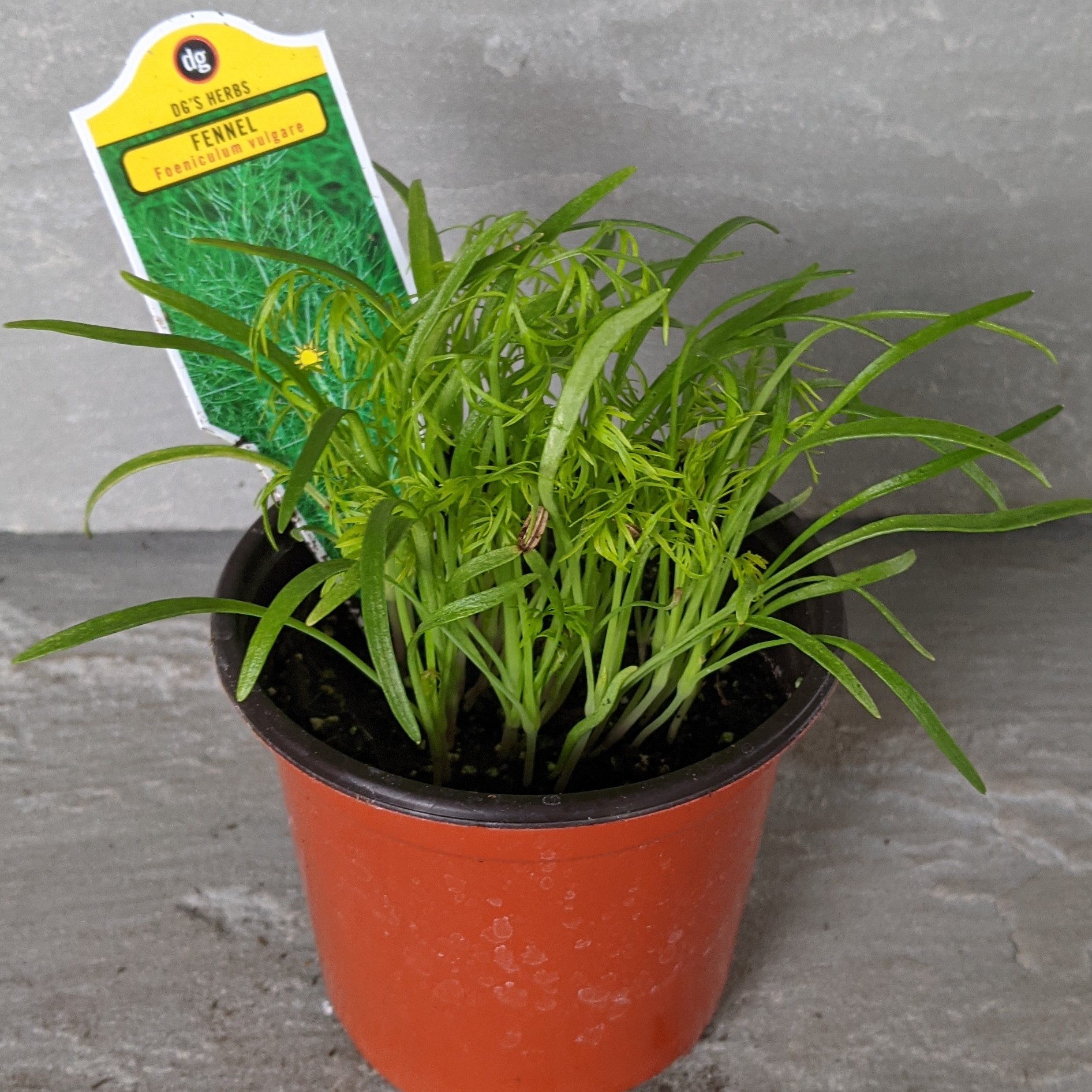 fennel | Fiesta Gardens Store