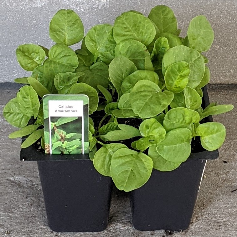 green callo | Fiesta Gardens Store