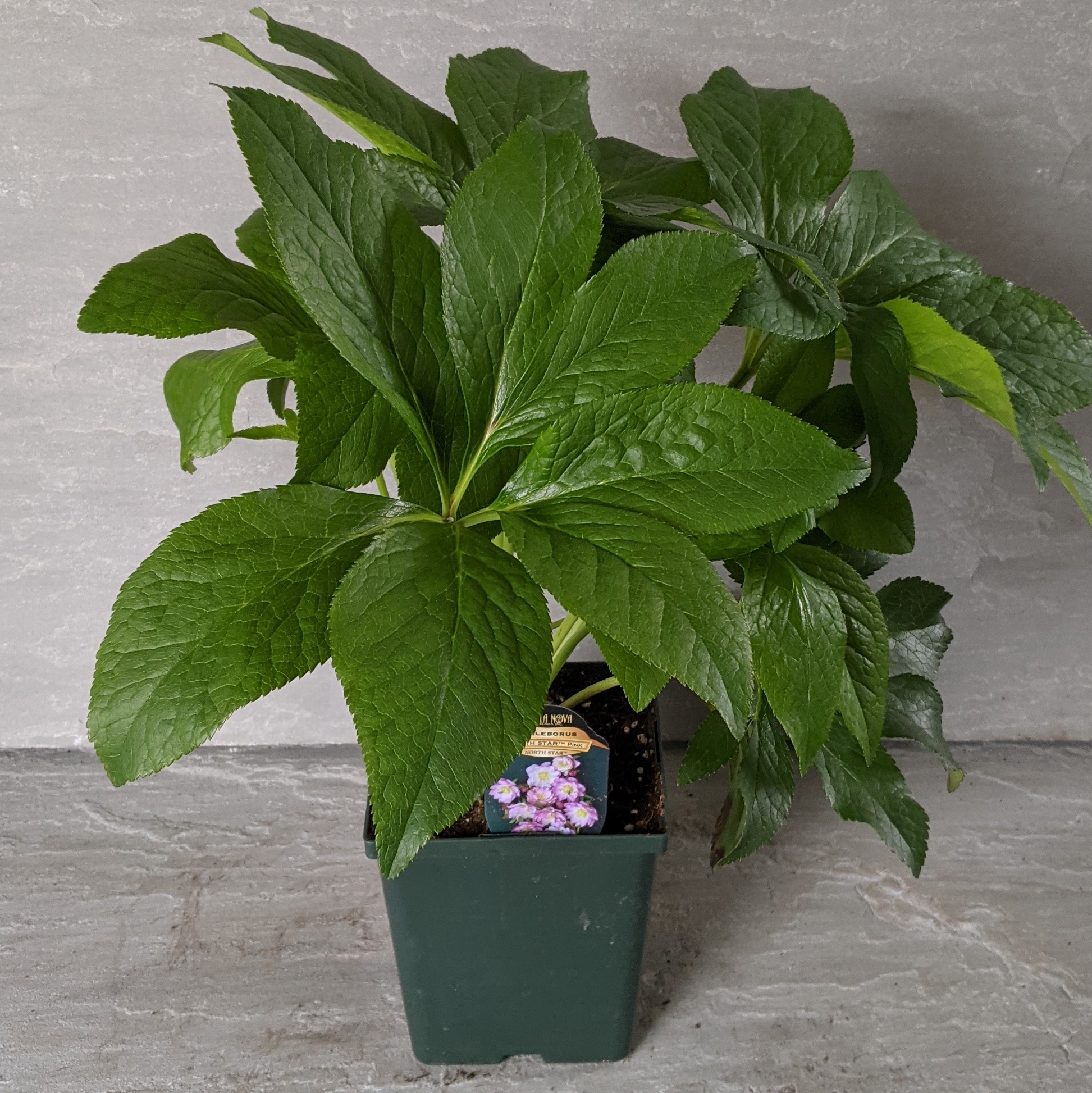 lr-pink | Fiesta Gardens Store