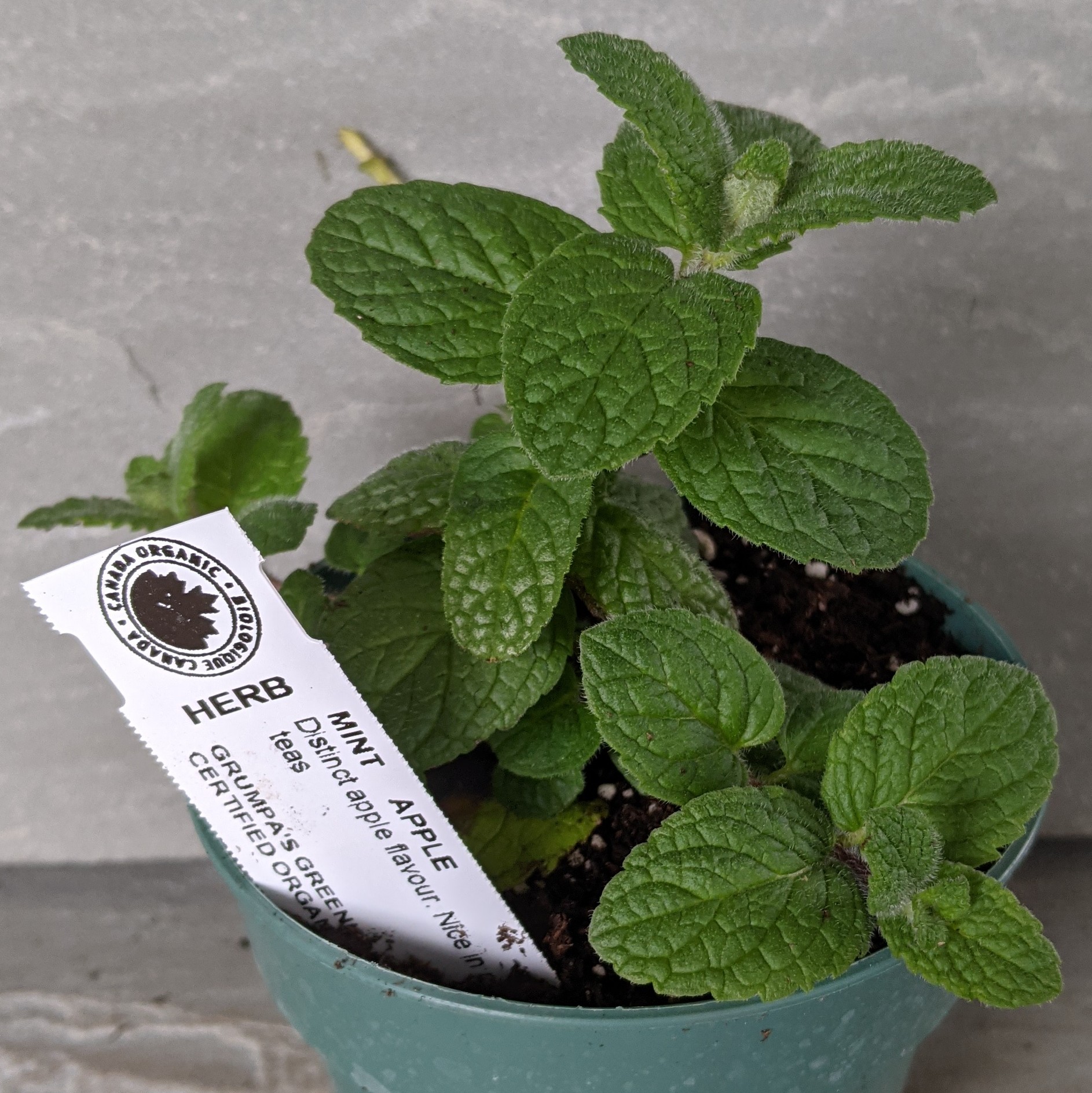 o_mint-apple | Fiesta Gardens Store