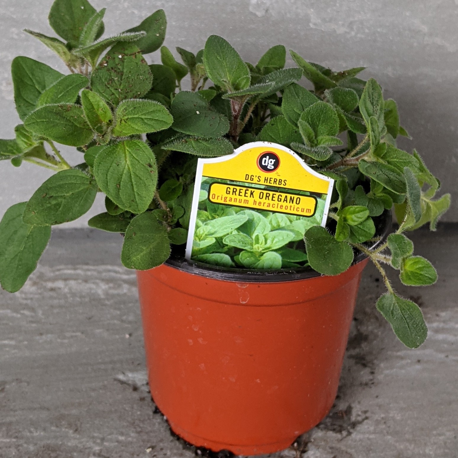 oregano-greek | Fiesta Gardens Store