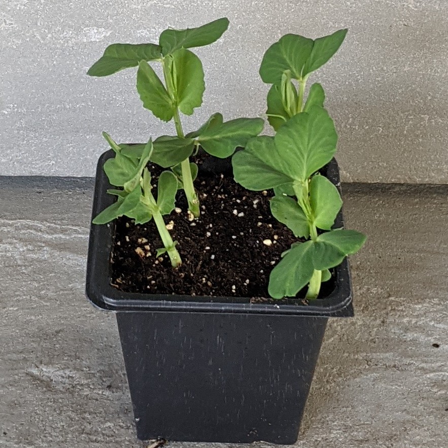 pea | Fiesta Gardens Store