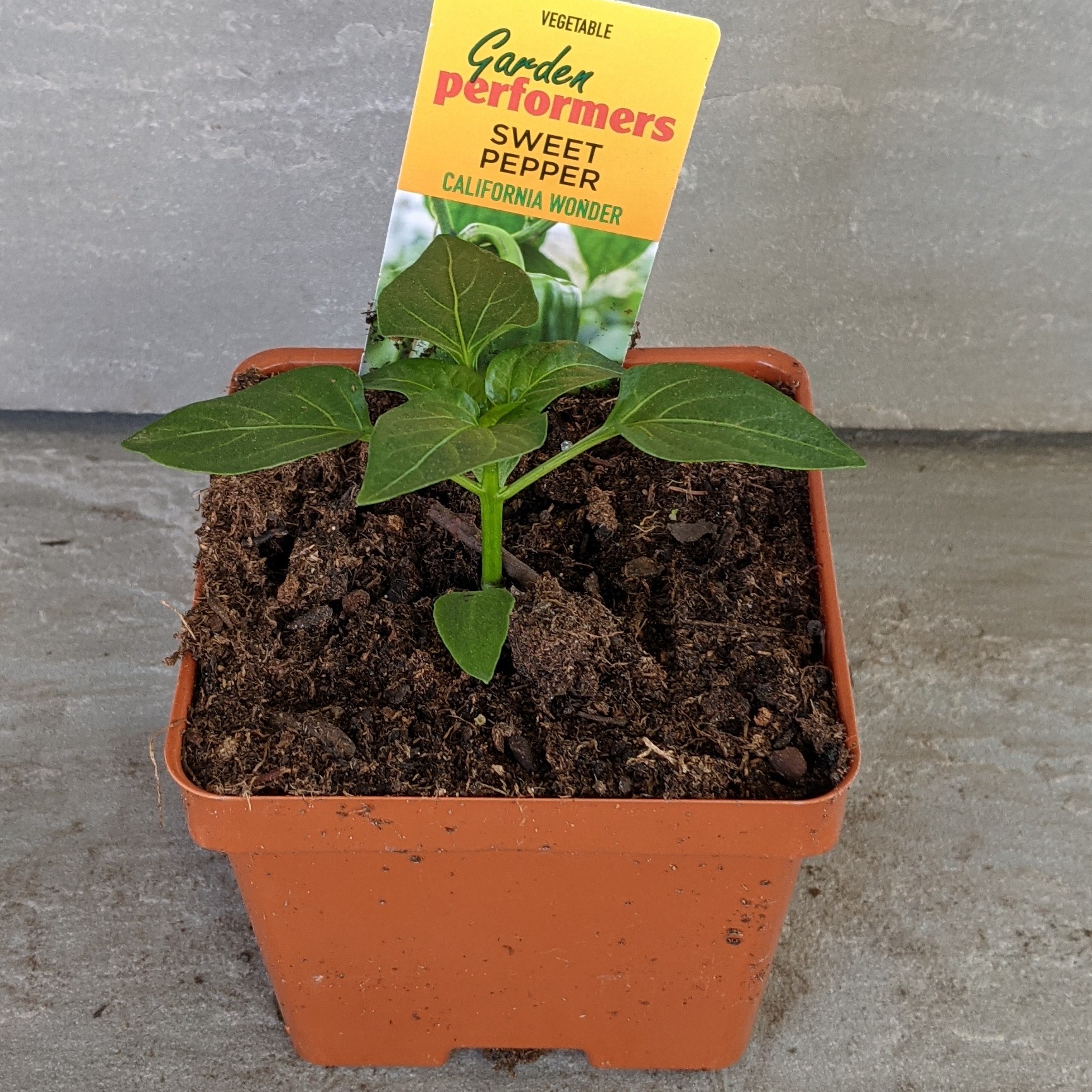 pepper-calwonder | Fiesta Gardens Store