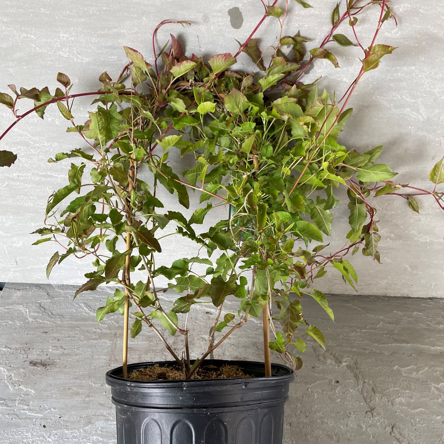 silver | Fiesta Gardens Store