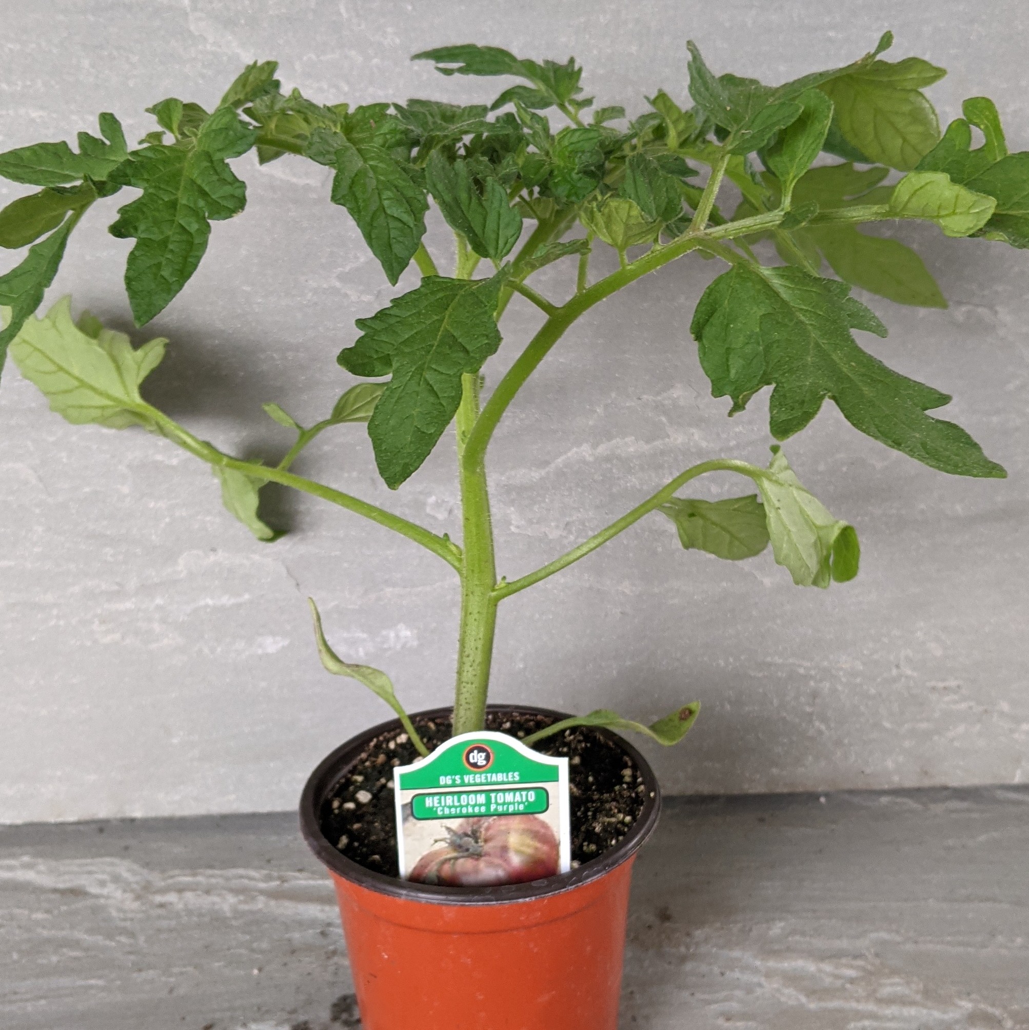 tom-heir-cherokee-purp | Fiesta Gardens Store