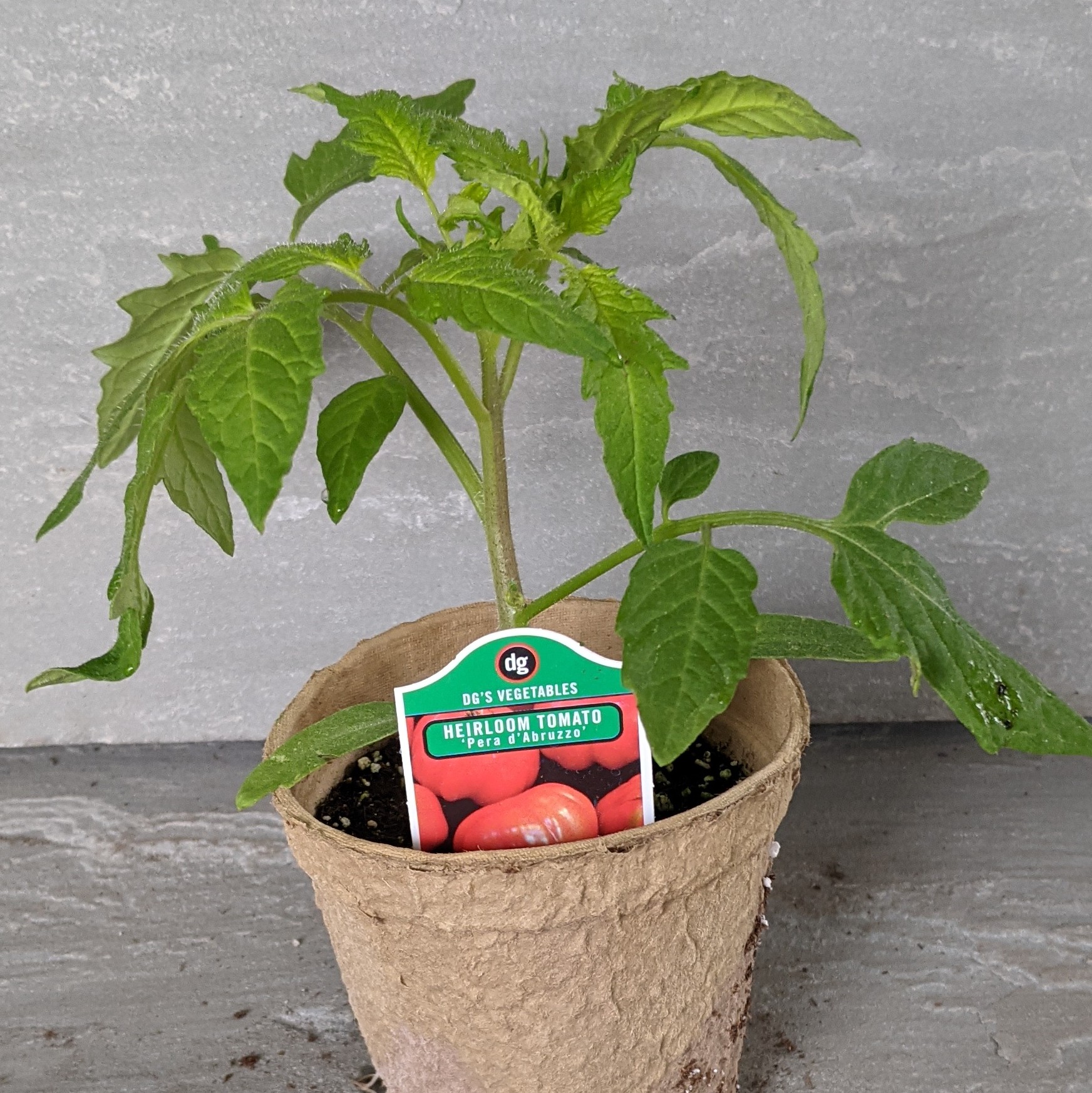 tom-heir-pera-dabruzzo | Fiesta Gardens Store