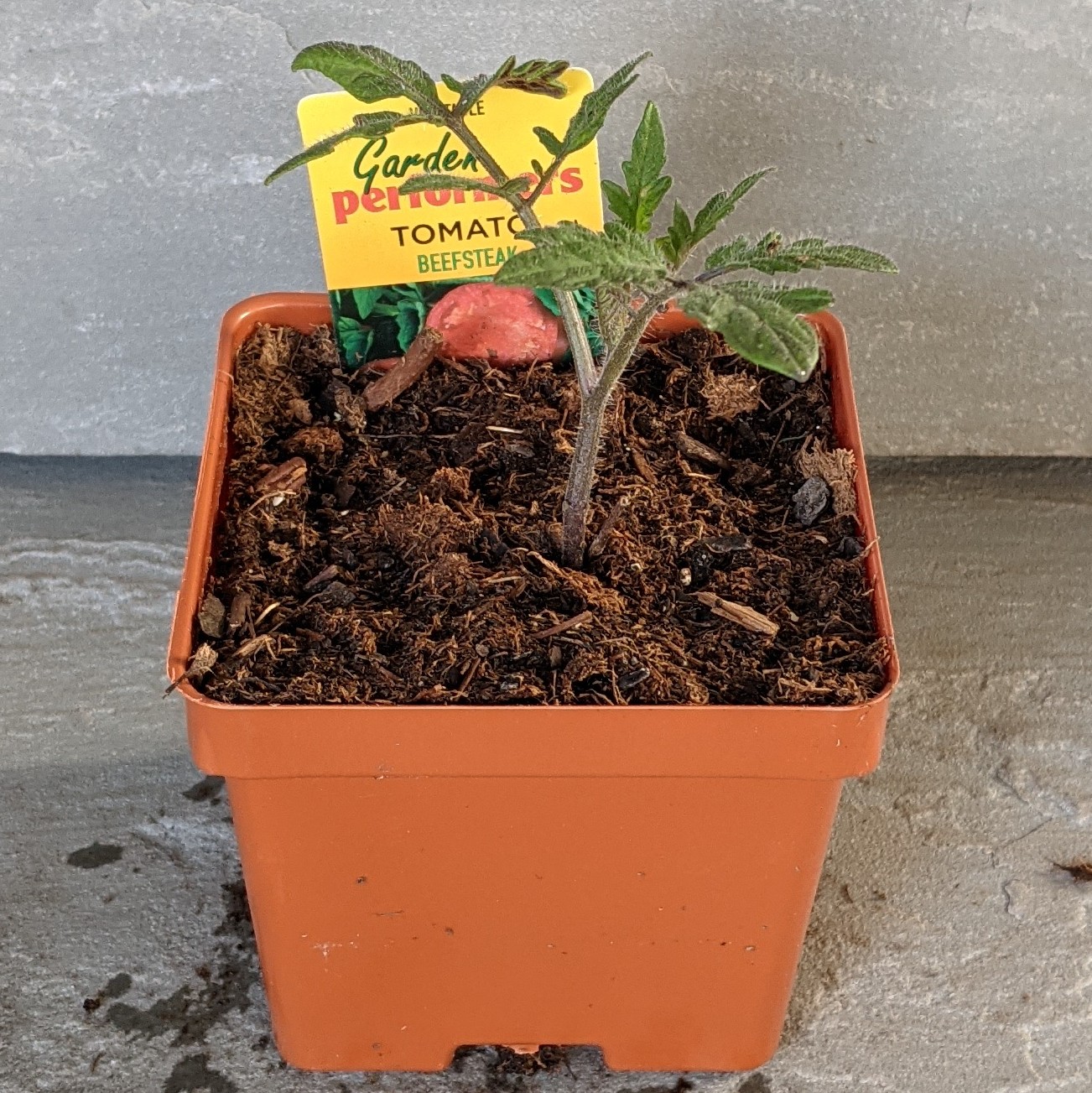 tomato-beefsteak | Fiesta Gardens Store