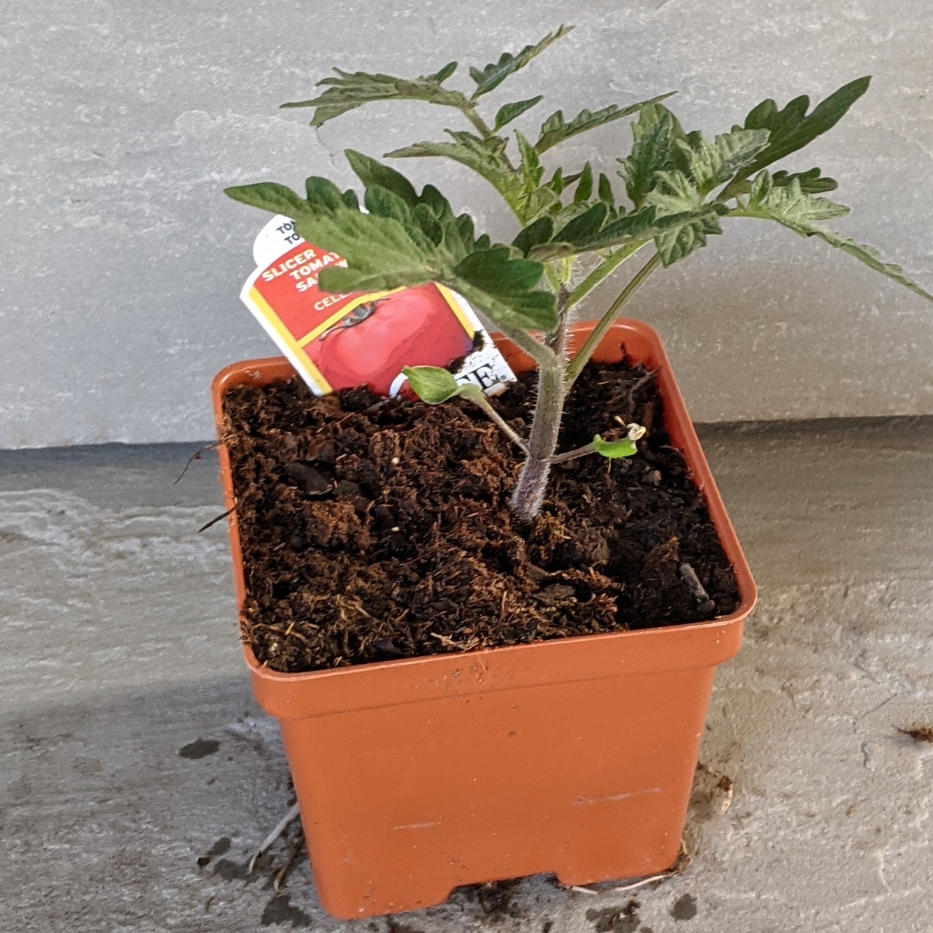 tomato-celebrity4in | Fiesta Gardens Store