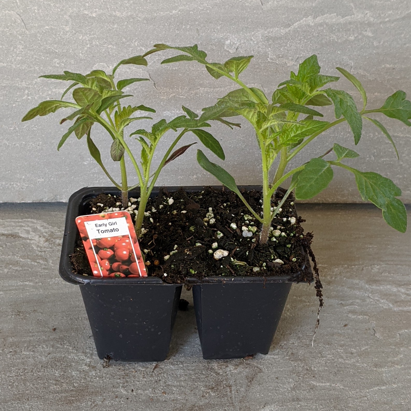 tomato-early-girl | Fiesta Gardens Store