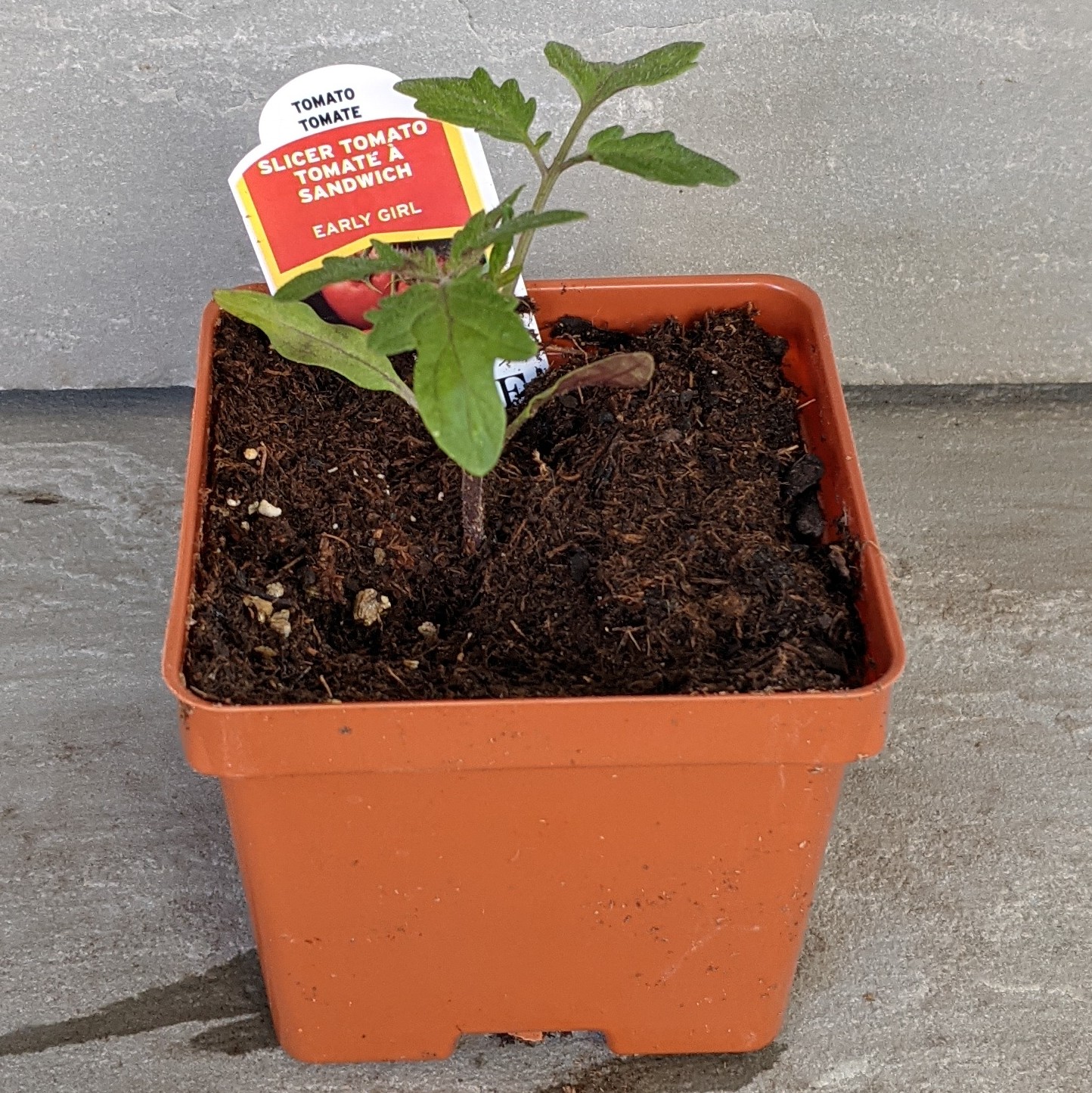 tomato-early-girl | Fiesta Gardens Store
