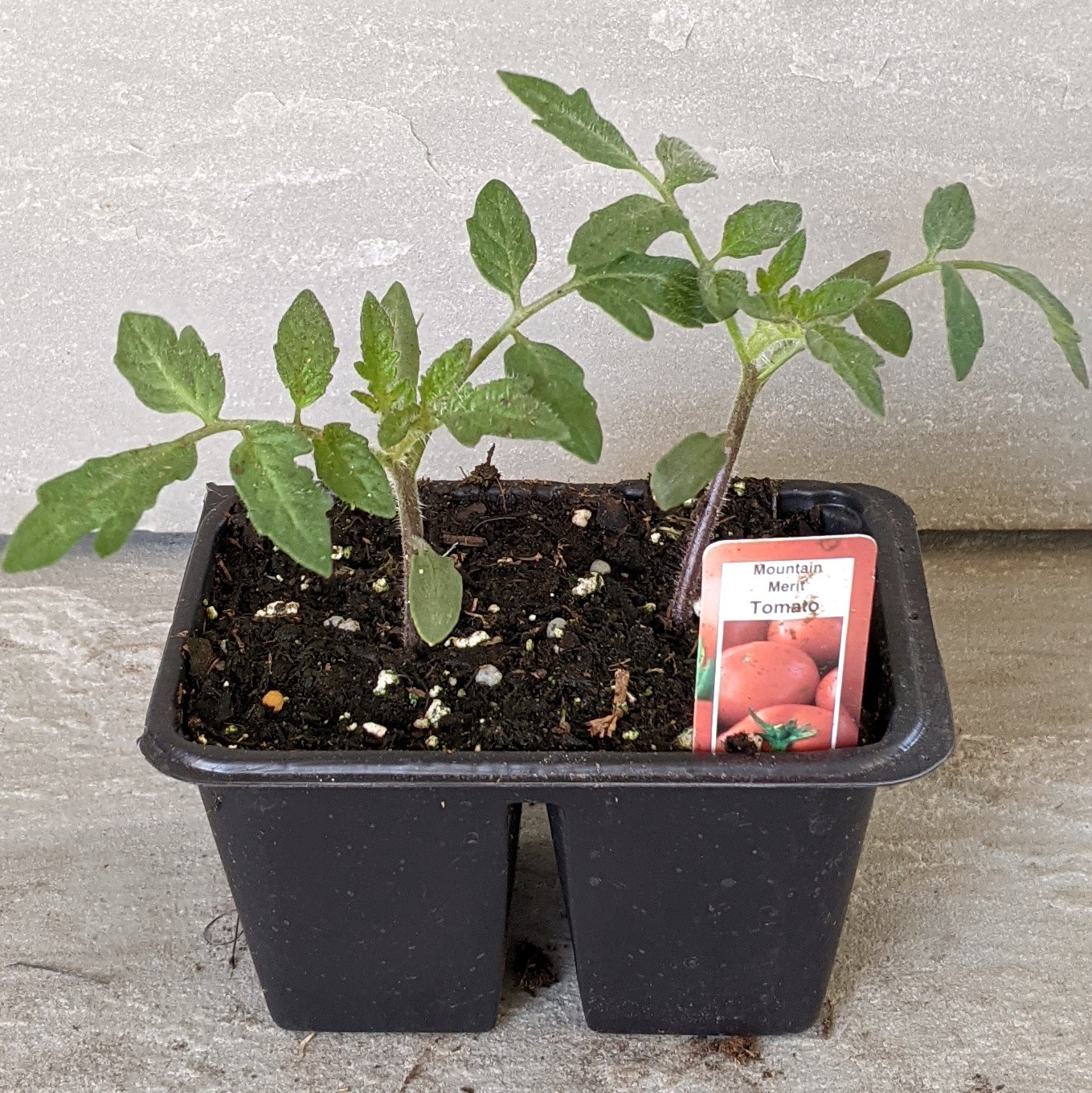 tomato-mountain-merit | Fiesta Gardens Store