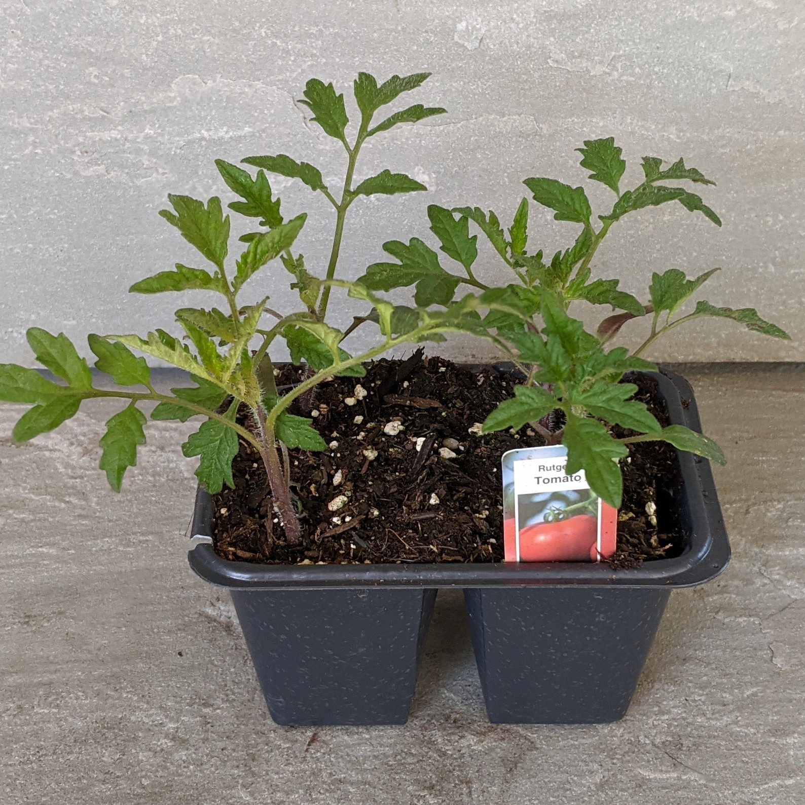tomato-rutgers | Fiesta Gardens Store