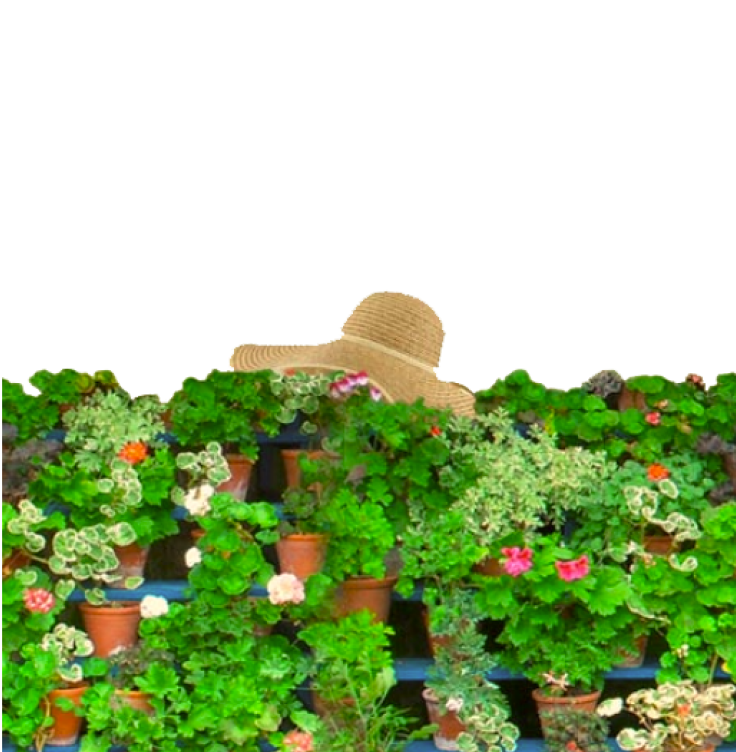 Fiesta Gardens Store – Flower to the people